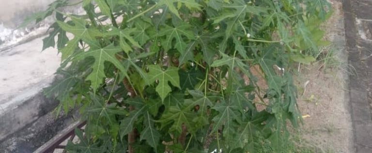 Cara Tanam Pokok Chaya Atau Lebih Popular Sebagai Daun Ajinomoto ...